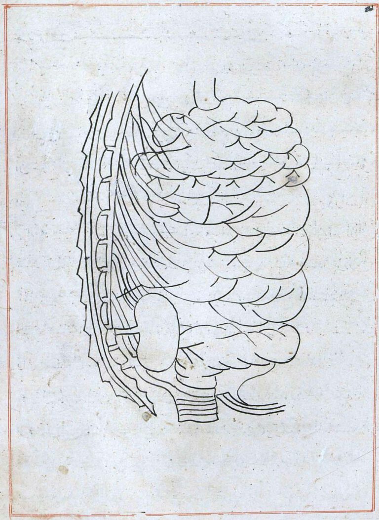 Illustration depicting a right lateral view of the body (f. 72r ...